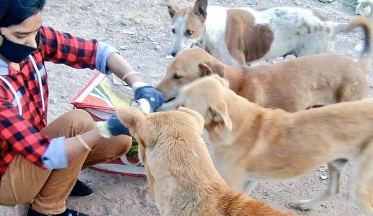 Homeless Animals Need Your Help, Please Donate As Much As Possible. - Ketto