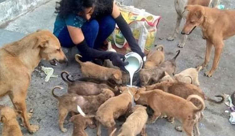 Homeless Animals Need Your Help, Please Donate As Much As Possible. - Ketto