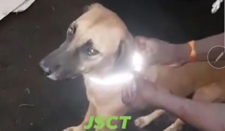 Stray Dogs Need Reflective Collars - Ketto