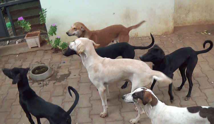 Help Homeless Street Dogs - Ketto