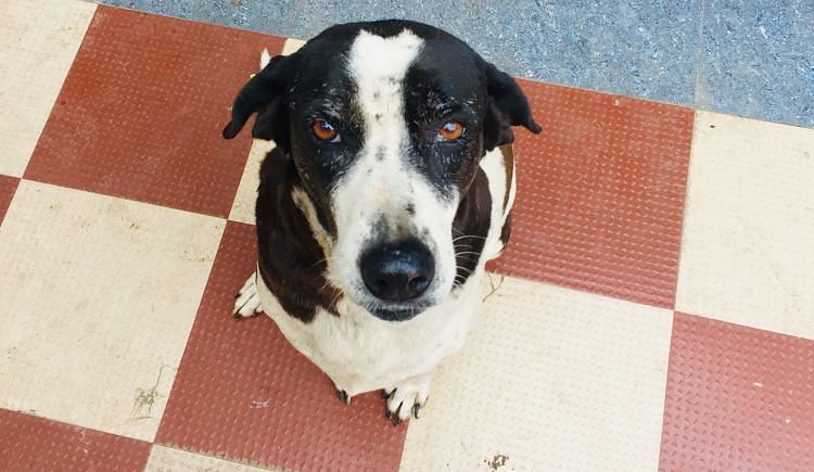 Help For Strays Hearty Paws!Happy Tail Wagger! - Ketto