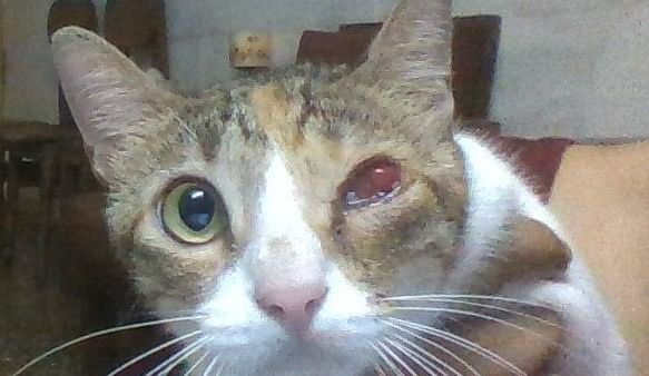 Cat Looses Eye In Accident - Ketto