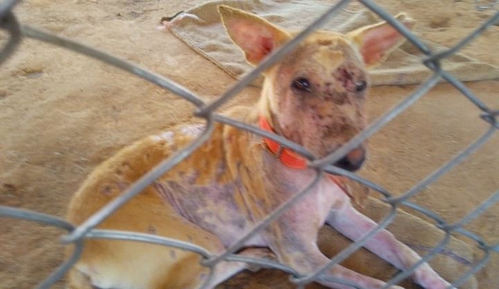 Help Us Save Hungry Sick Stray Animals - Ketto