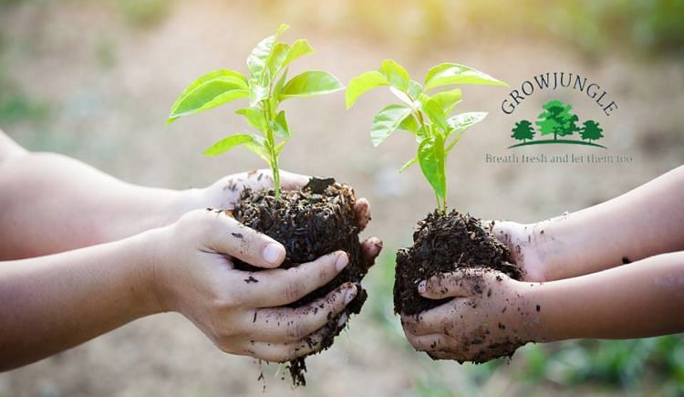 Afforestation Using Modern Techniques To Help Our Future - Ketto