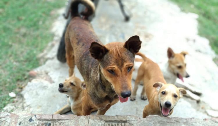 Help For The Poor Animals In This Time Of Crics. - Ketto