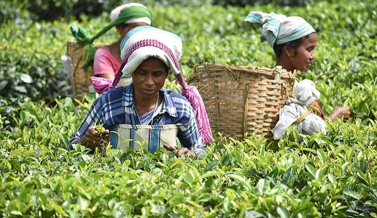Support Tea Workers & Family During The Lockdown Period - Ketto