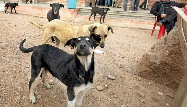 Help Us To Feed Stray Animals Of Bihar During CO - Ketto