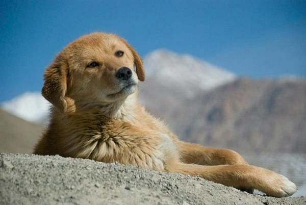 The Ladakh Ultra Marathon For Welfare Of Stray Dogs(WSD) - Ketto