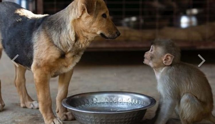 Support The Voiceless And Distressed Animals In A COVID Affected World ...