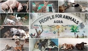 Animal Crowdfunding – Fundraising For Stray Animals & NGOs - Ketto