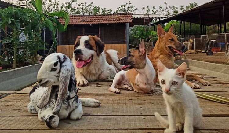 Donate To Help Sick And Injured Animals! - Ketto