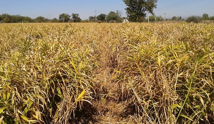 Building Farmer-centric Integrated Value Chains From North East India ...