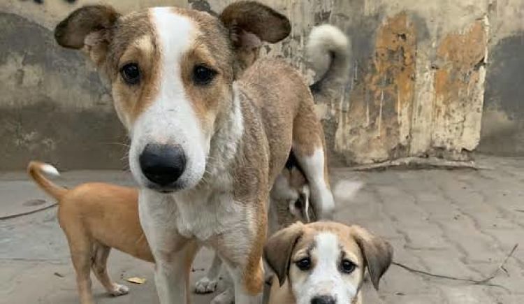 Helping Hungry Street Dogs To Give Them Food. - Ketto