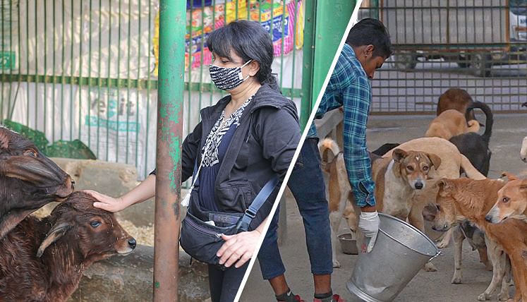 Help Anuradha Provide Much-needed Care To 1000+ Injured & Helpless ...