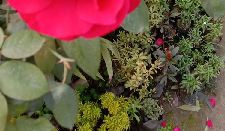 Himangshu Das - Ketto