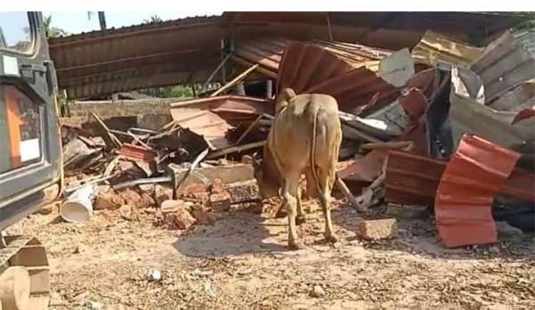 Help Need To Rehabilitate Of 300 Cows So They Will Have A Shelter To ...