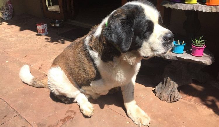 Prosthetic Leg For 3 Legged Saint Bernard Dog - Ketto