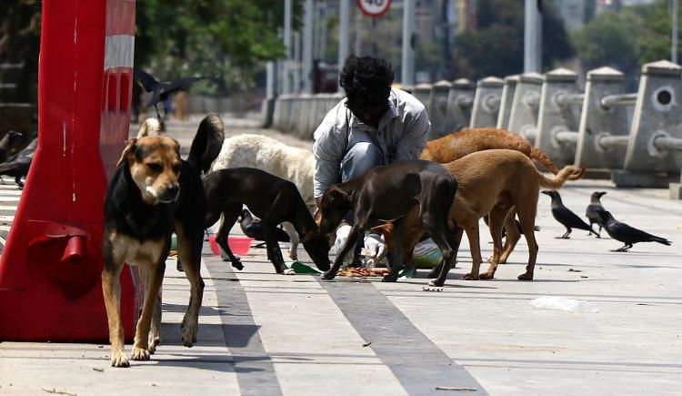 Food And Medical Help For Street Dogs - Ketto
