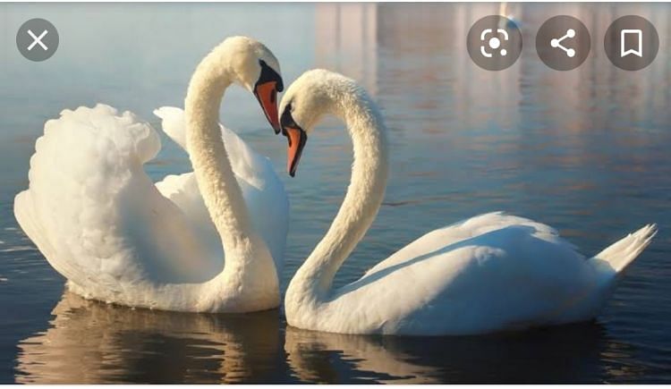 Introducing Swan( Rajhans ) In The Haralur Lake, Bangalore - Ketto