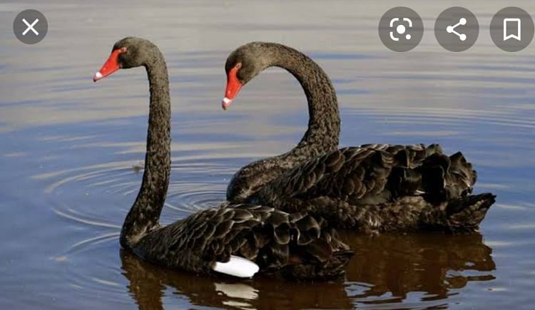 Introducing Swan( Rajhans ) In The Haralur Lake, Bangalore - Ketto