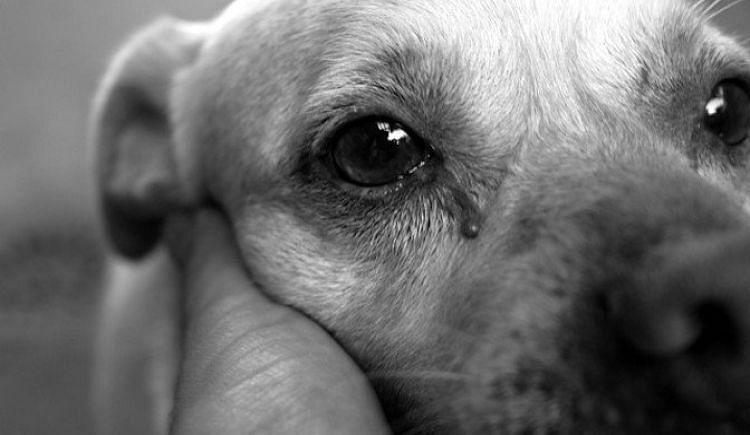 My Team Provide Food Homeless And Helpless Dogs ... - Ketto