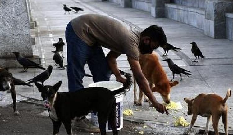 Help To Feed Street Dogs For The Food - Ketto