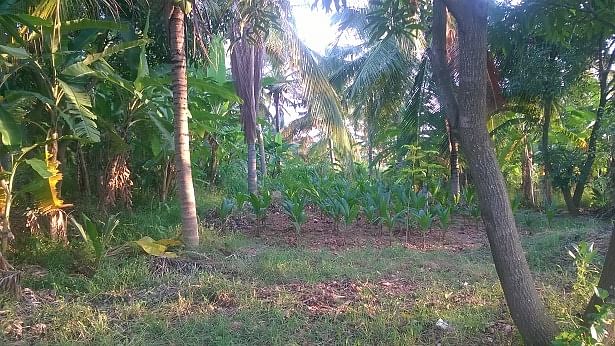 Support Your Farmers - Ketto