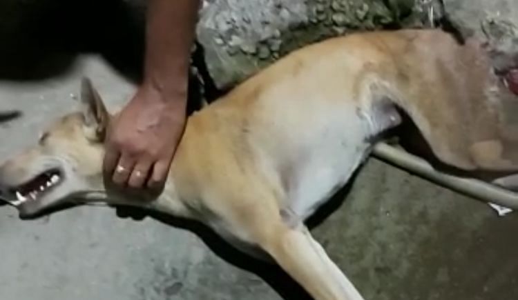 Severely Injured Street Dog Urgently Needs Your Help - Ketto