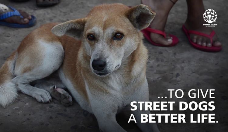 Help Stray Dogs - Ketto