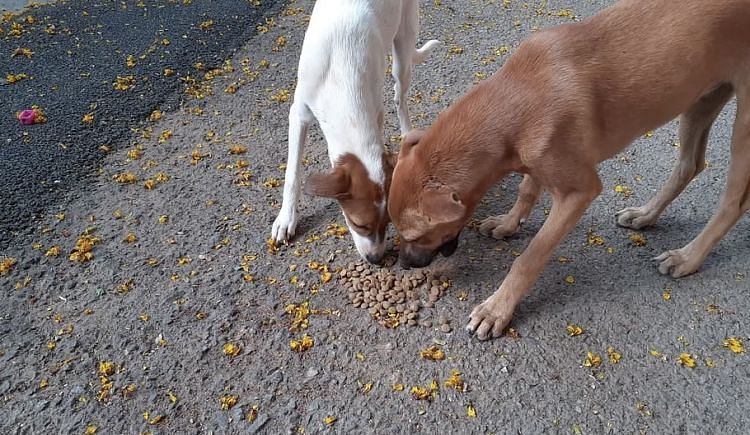 Save Stray Dogs - Ketto