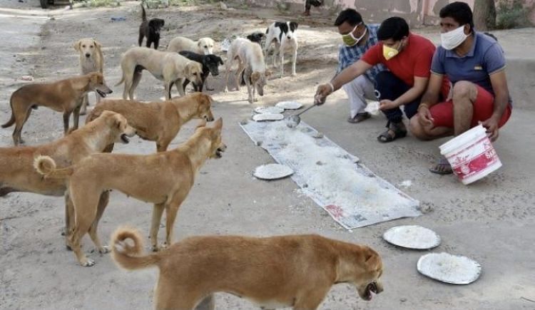 Food And Shelter For Street Animals. - Ketto