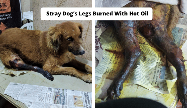 Stray Dog's Legs Burned With Hot Oil - Ketto