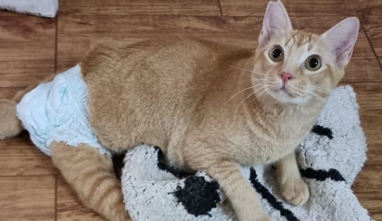 Our Paraplegic Cat Needs Help To Fly To His Adopters In Canada - Ketto