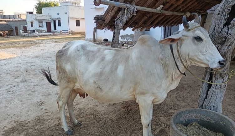 Helping Cows - Ketto