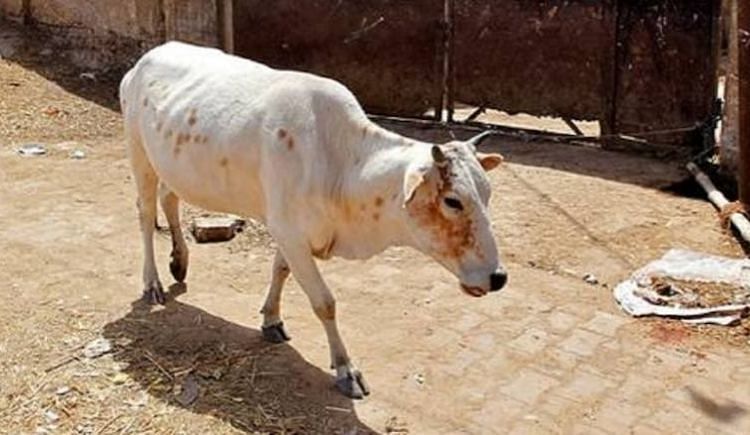 Offer A Helping Hand To Support Cow .......gao Mata 's Treatment - Ketto