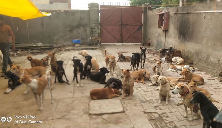HELP US TO CREATE A BEAUTIFUL SANCTUARY FOR NEEDY ANIMALS - Ketto