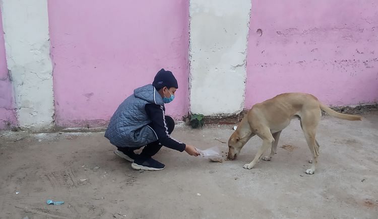 Young Boy Helping To Feed Starving Stray Dogs - Ketto