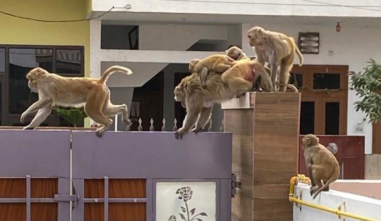 Help Us To Get A Permanent Home For Homeless Monkeys! - Ketto