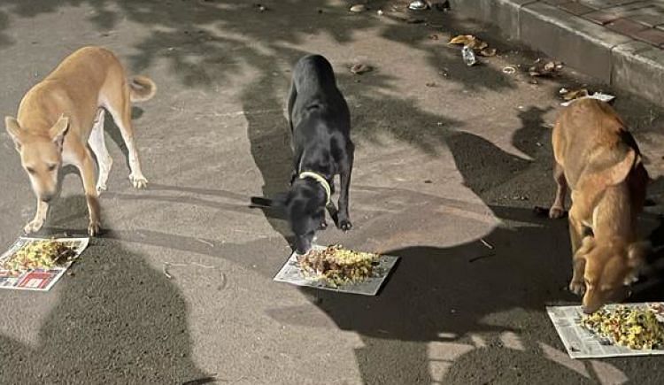 Help Support Homeless & Abandoned Distressed Animals In Pune - Ketto