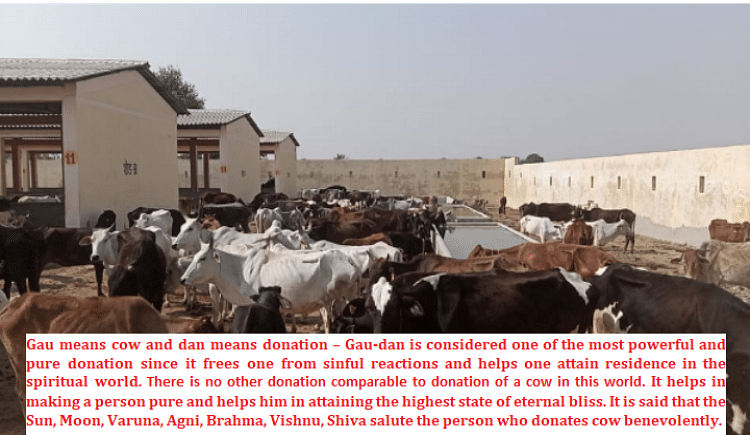 Donate For Cow Welfare - Donate Online For Gau Seva - Ketto