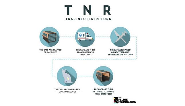 Trap. Neuter. Return - Ketto