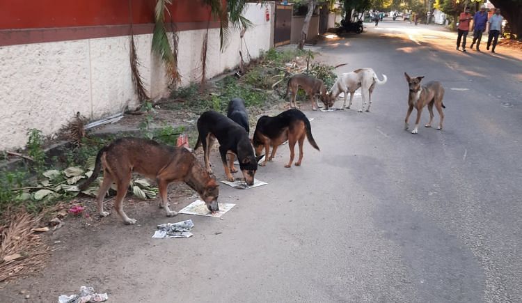 Help For Feeding Street Dogs And Puppies In Summer - Ketto
