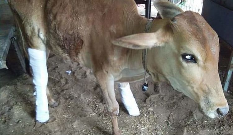 Helping Poor And Injured Cows For Healthy Lifestyle - Ketto