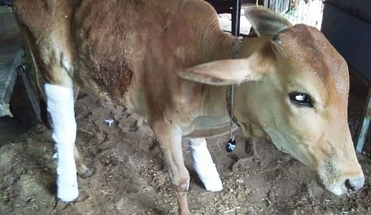 Helping Poor And Injured Cows For Healthy Lifestyle - Ketto