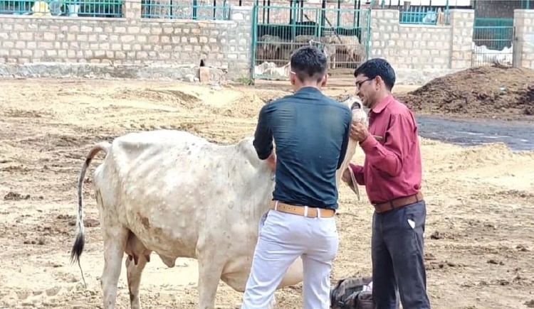 Lampi Virus Cow Treatment - Ketto