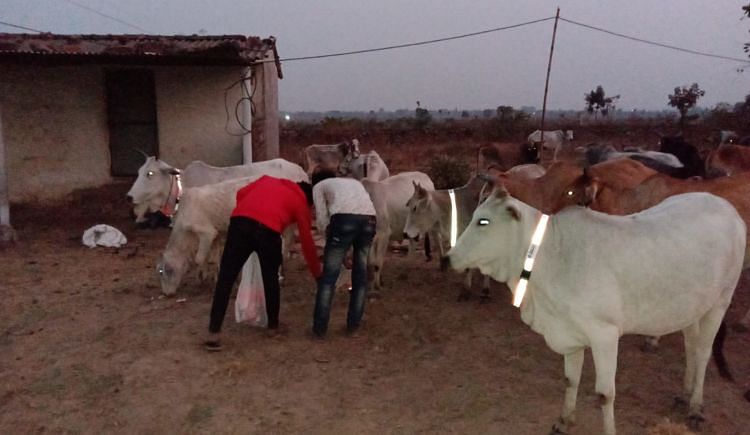 Life Saving Radium Bands For Cows - Ketto