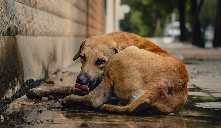 Help Me For Building Shelter For Street Dogs And Save Them From ...