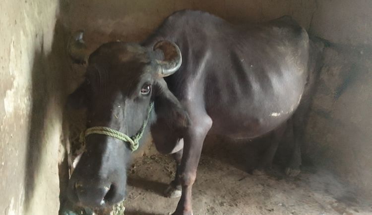 My Buffalo Is Dying ! - Ketto