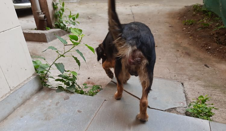 Brucellosis And Ringworm Treatment Of My Dog - Ketto