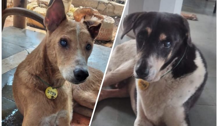 Support Our Blind Dogs At IDA Deonar Centre - Ketto